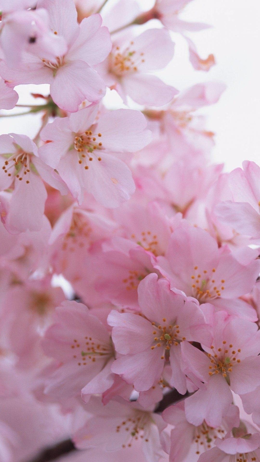 Bunga Sakura Wallpapers - Top Free Bunga Sakura Backgrounds ...