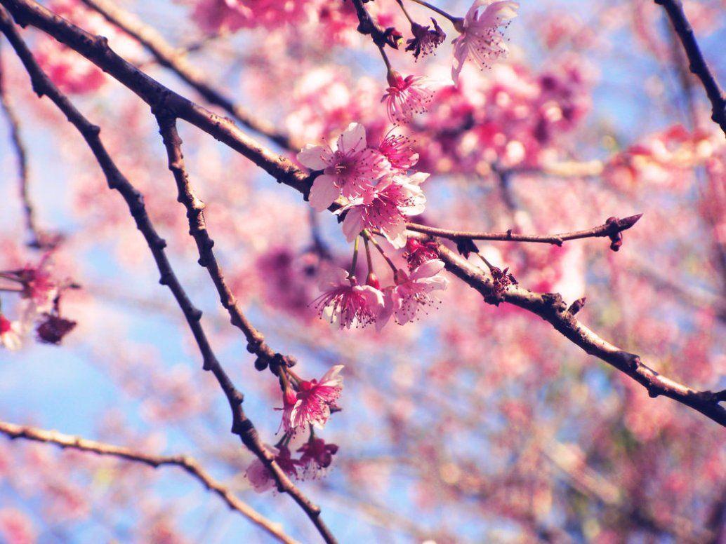 Bunga Sakura Wallpapers - Top Free Bunga Sakura Backgrounds ...