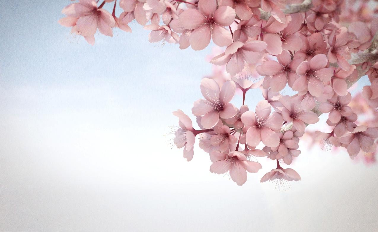 Bunga Sakura Wallpapers - Top Free Bunga Sakura Backgrounds ...