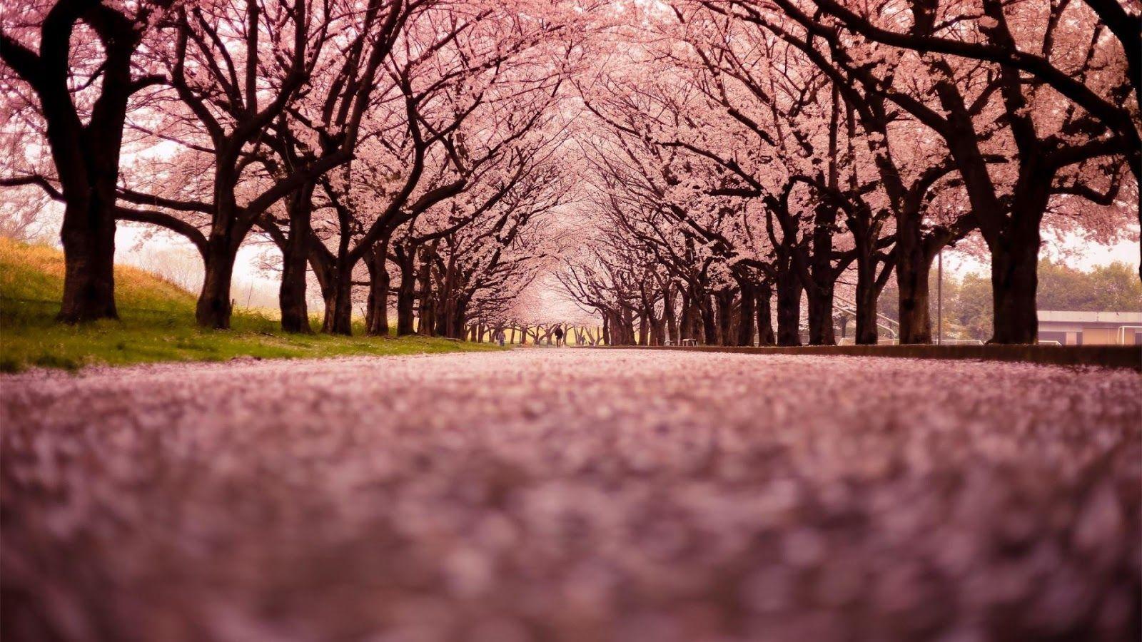 Bunga Sakura Wallpapers - Top Free Bunga Sakura Backgrounds ...