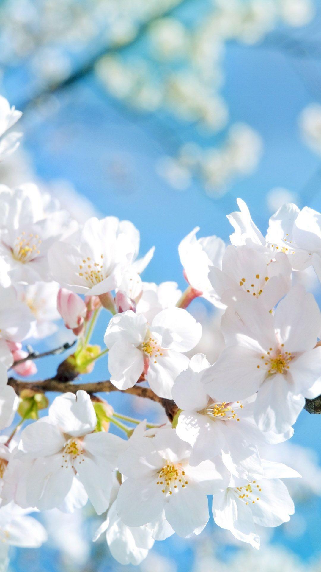 Bunga Sakura Wallpapers - Top Free Bunga Sakura Backgrounds ...