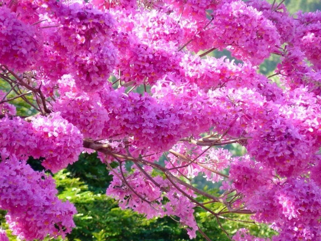Bunga Sakura Wallpapers Top Free Bunga Sakura Backgrounds Wallpaperaccess