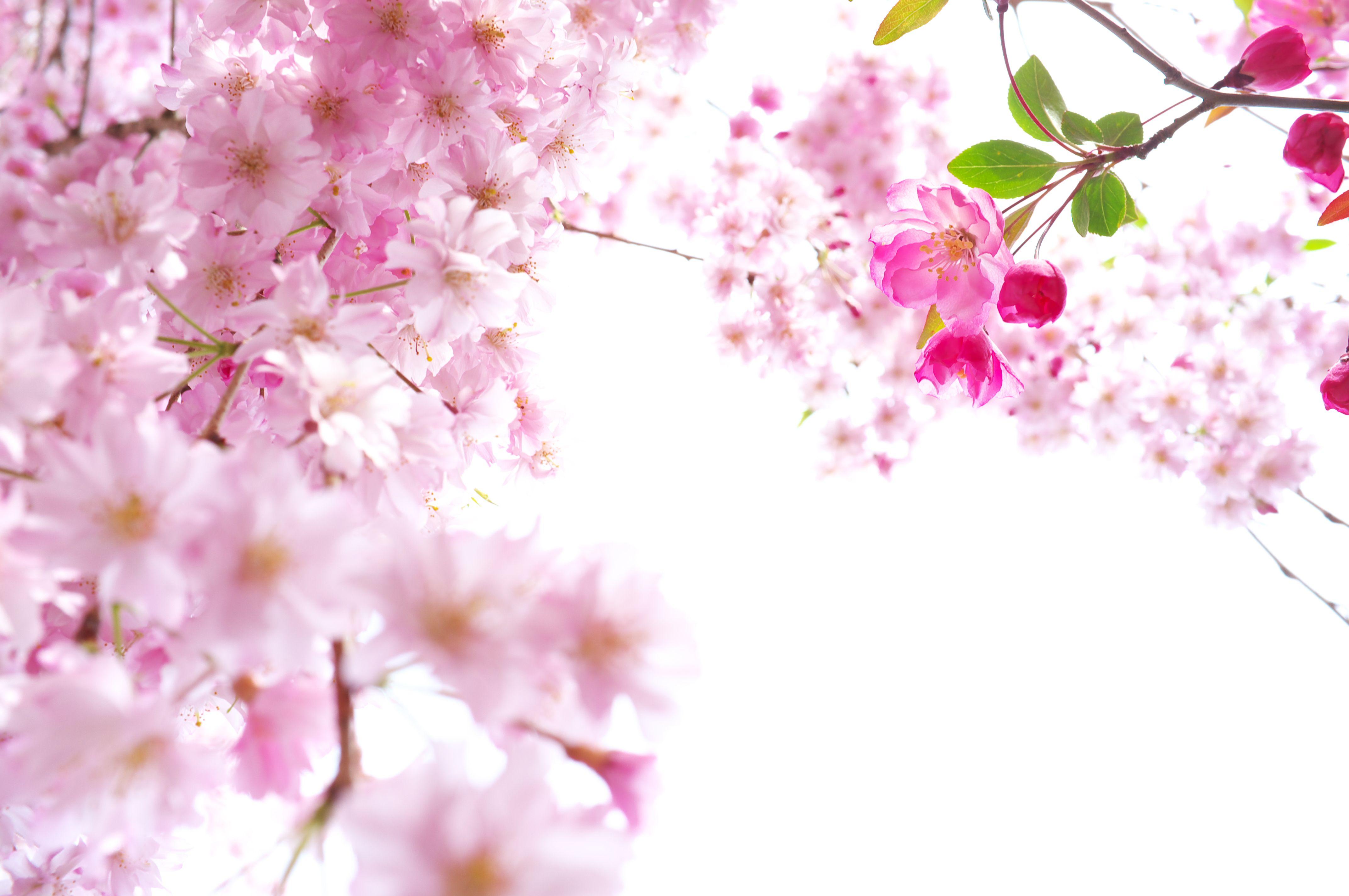 Bunga Sakura Wallpapers - Top Free Bunga Sakura Backgrounds ...