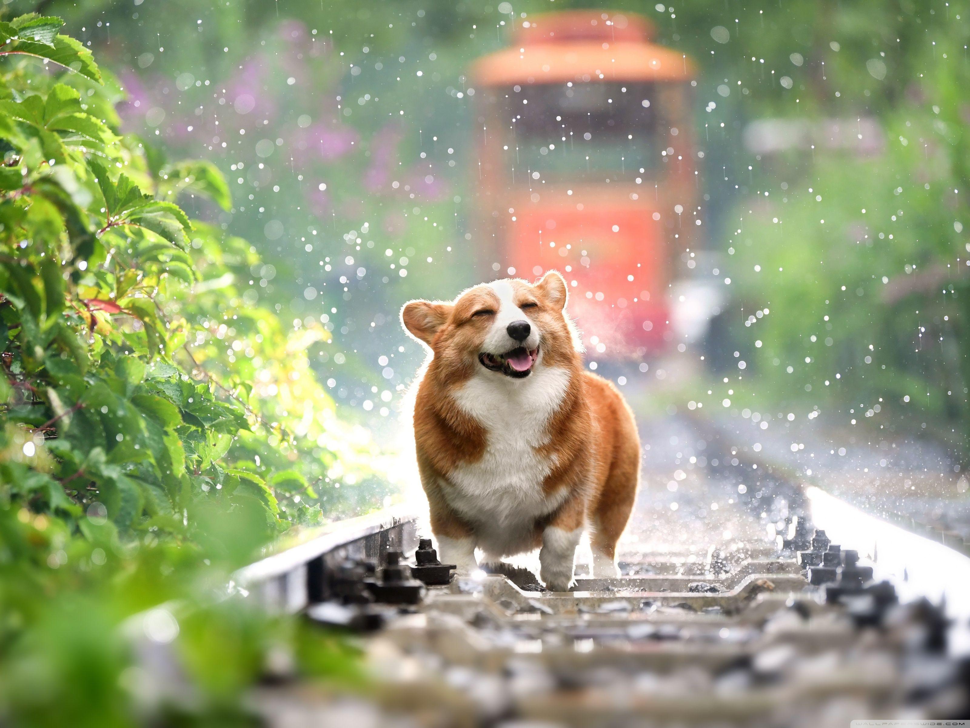 Funny Corgi Wallpapers - Top Free Funny Corgi Backgrounds - WallpaperAccess