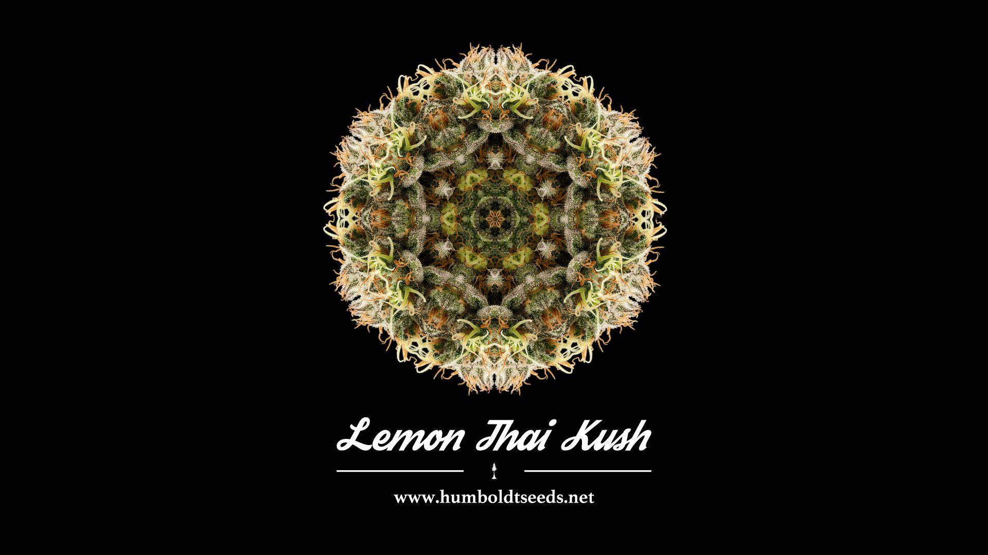 Kush Wallpapers - Top Free Kush Backgrounds - WallpaperAccess