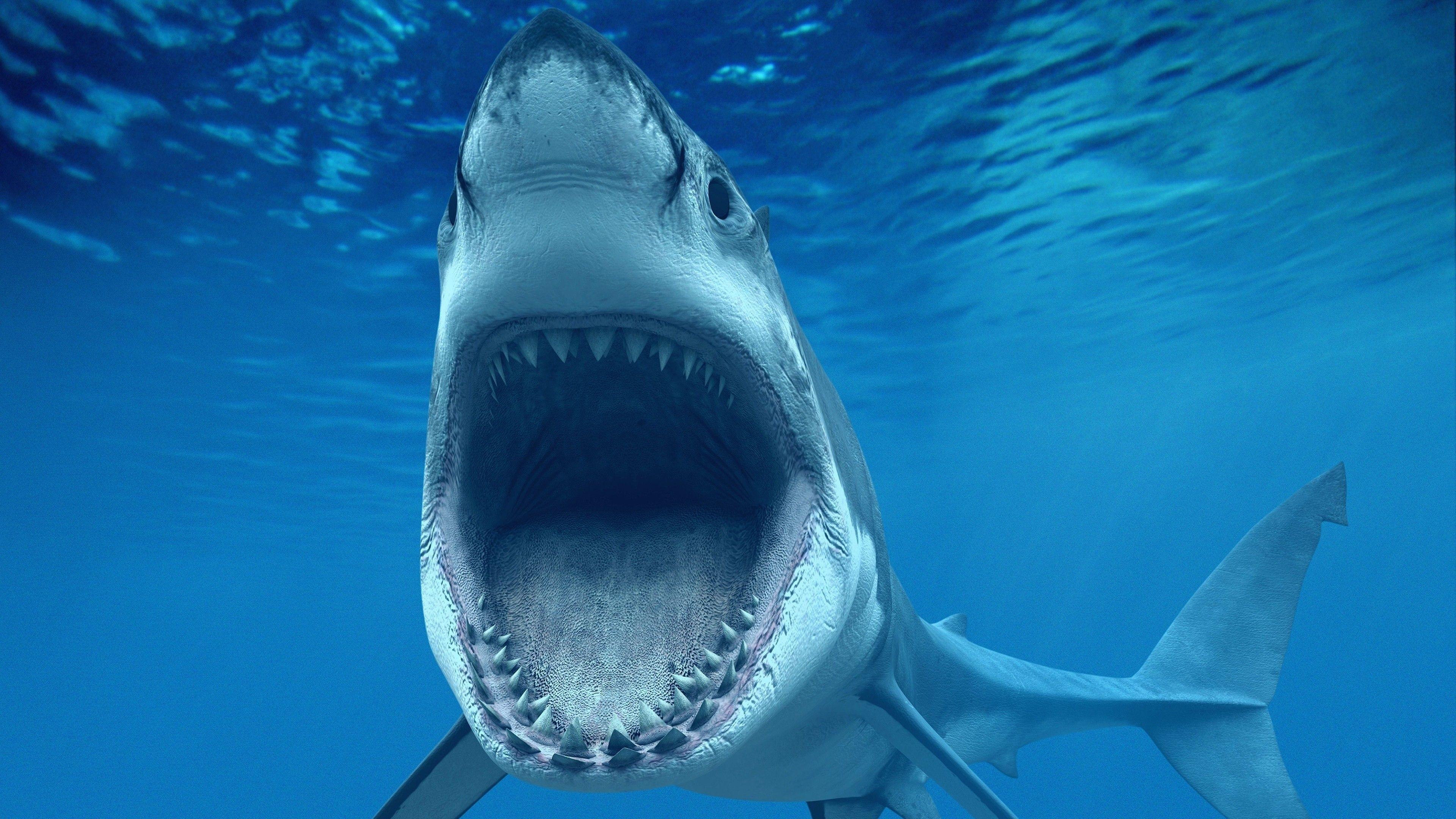 Blue Shark Wallpapers - Top Free Blue Shark Backgrounds - WallpaperAccess