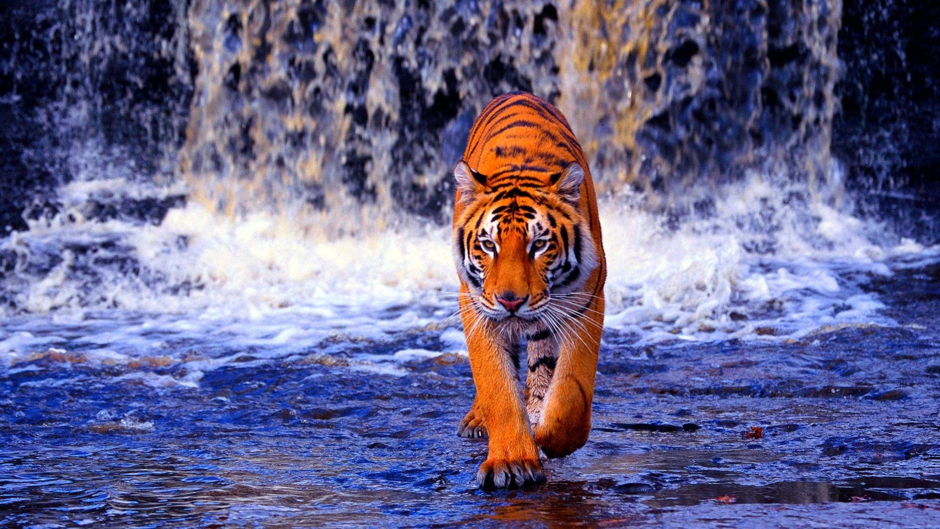 South Asian Wallpapers - Top Free South Asian Backgrounds - WallpaperAccess