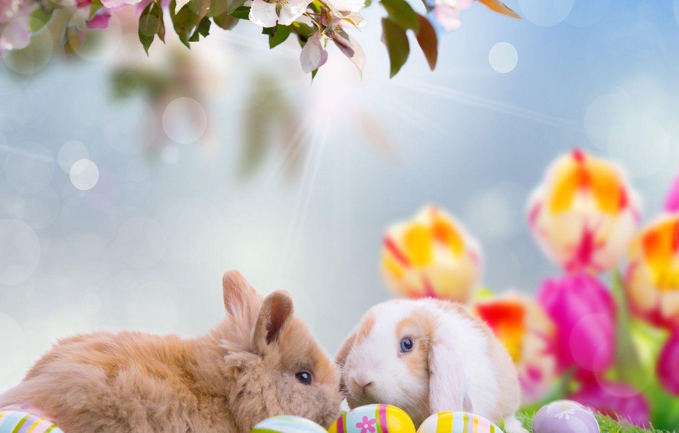 Easter Animal Wallpapers - Top Free Easter Animal Backgrounds ...