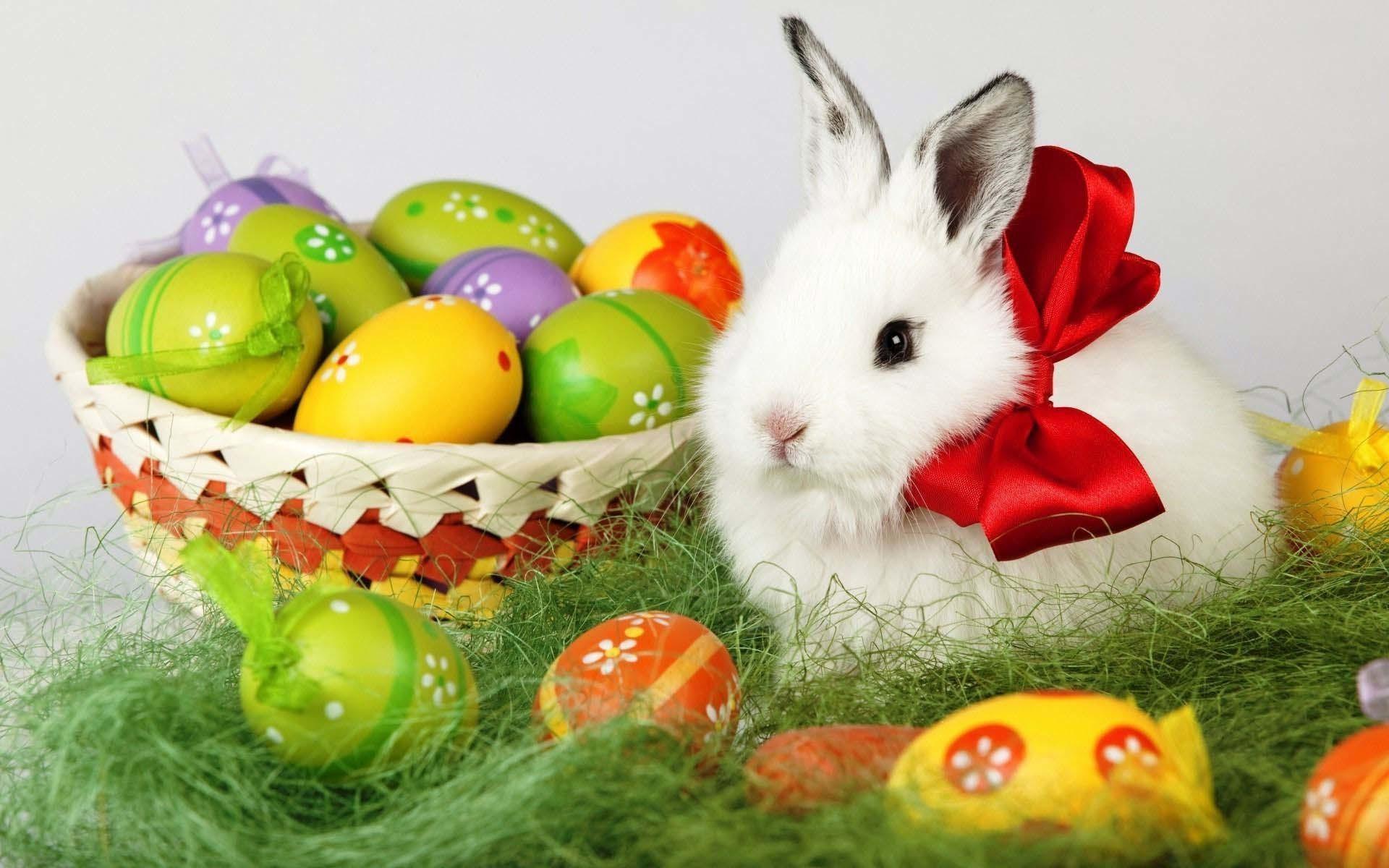 Easter Animal Wallpapers - Top Free Easter Animal Backgrounds ...