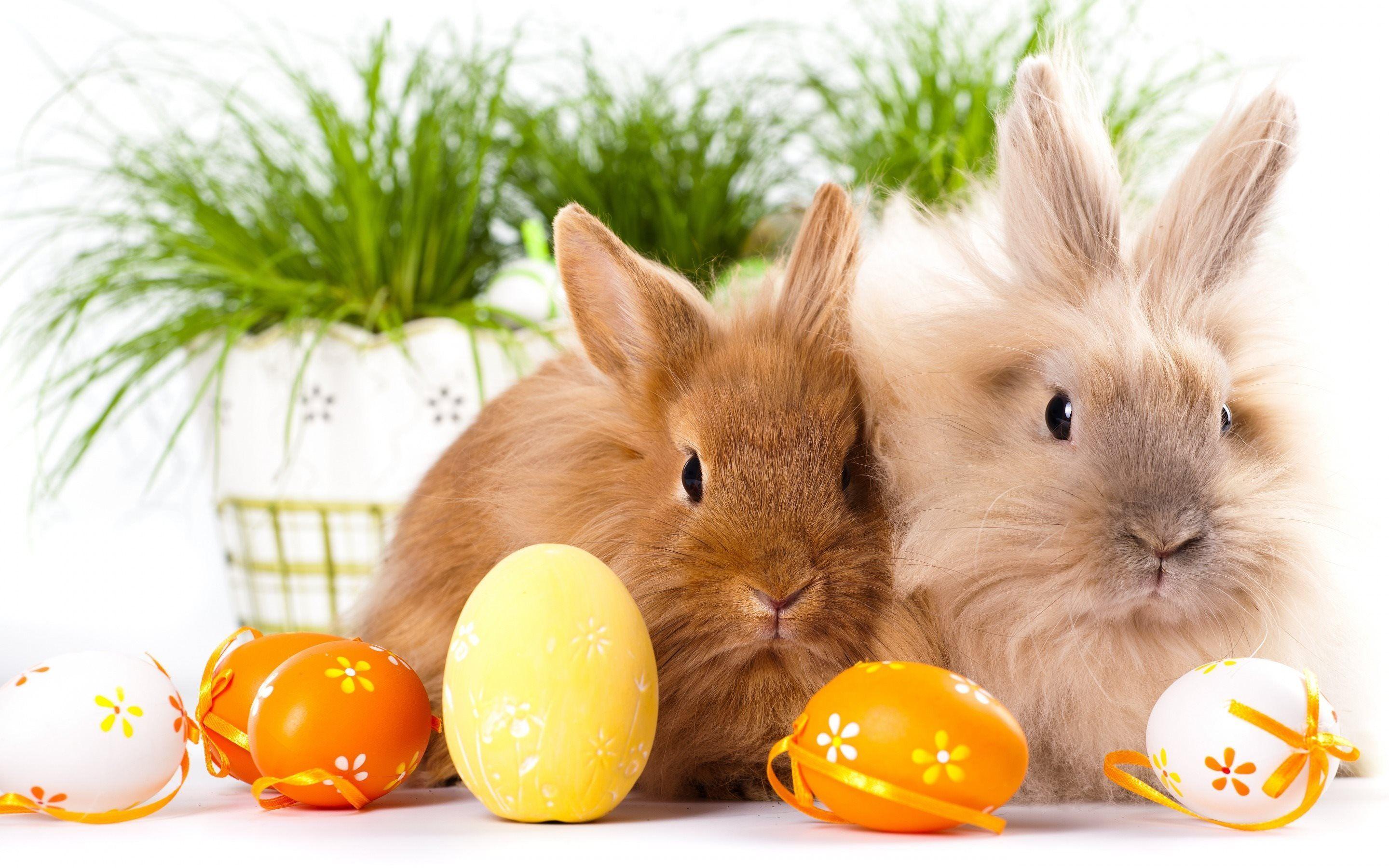 Easter Animal Wallpapers - Top Free Easter Animal Backgrounds ...