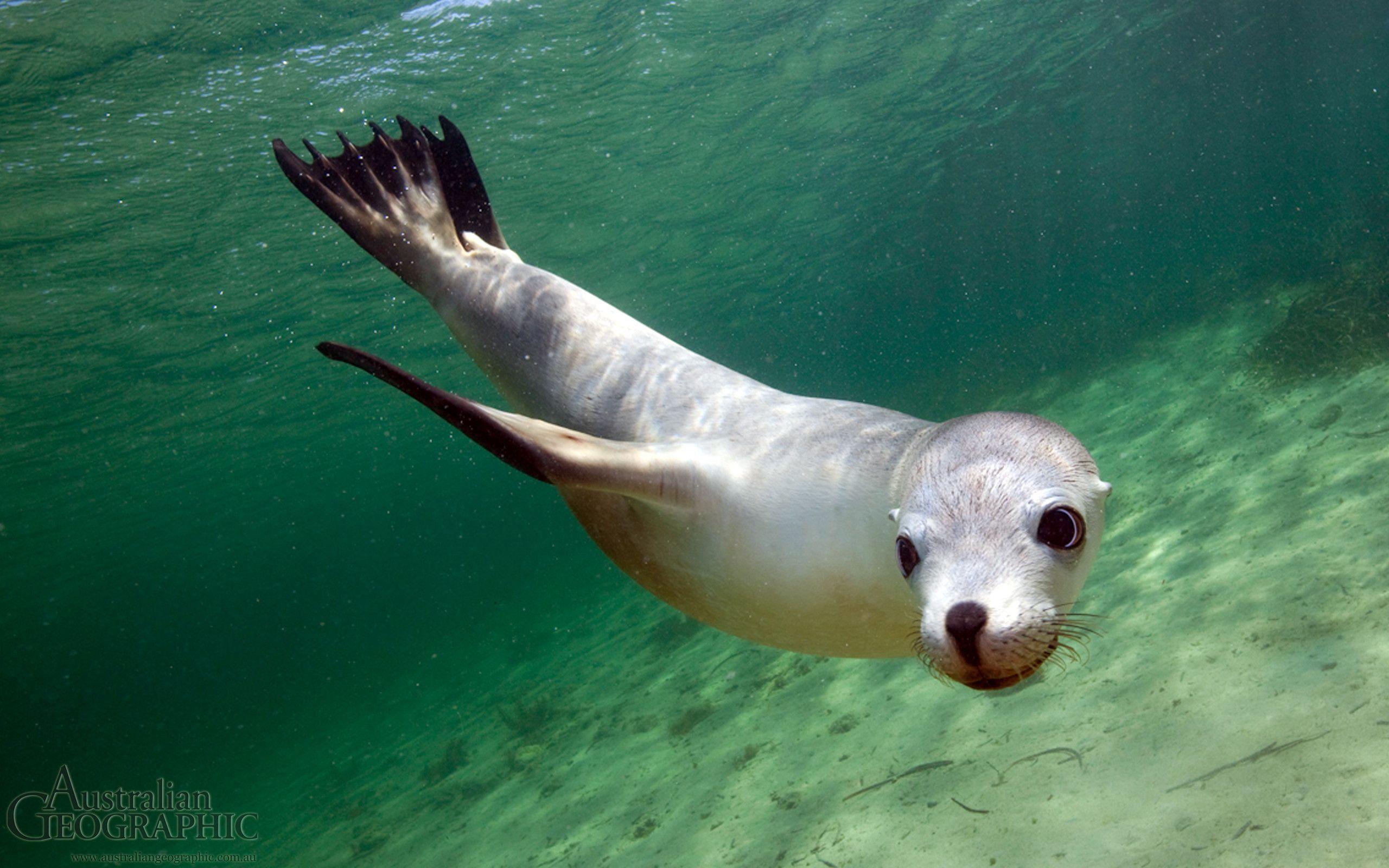Sea Lion Wallpapers - Top Free Sea Lion Backgrounds - WallpaperAccess