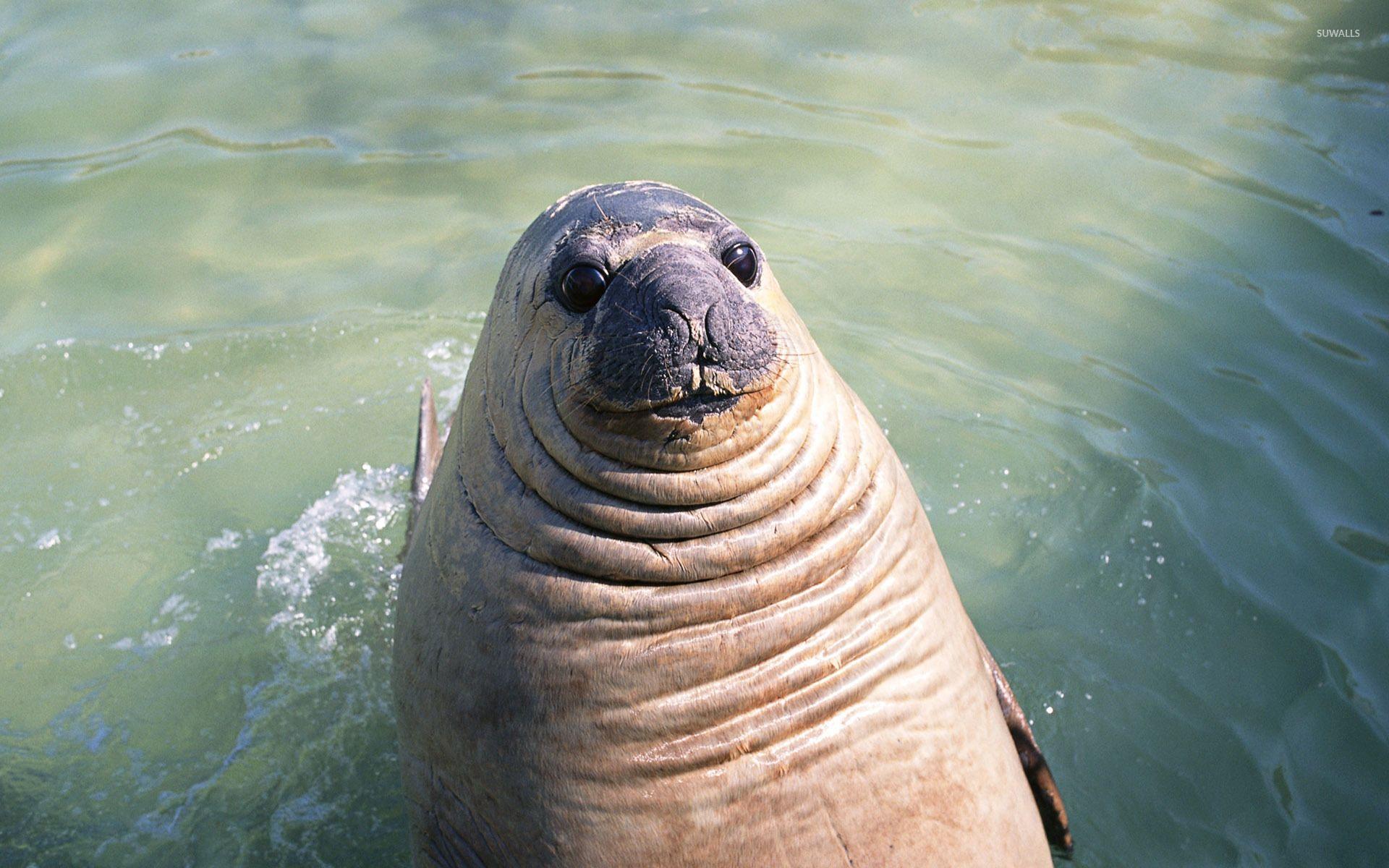 Sea Lion Wallpapers - Top Free Sea Lion Backgrounds - WallpaperAccess