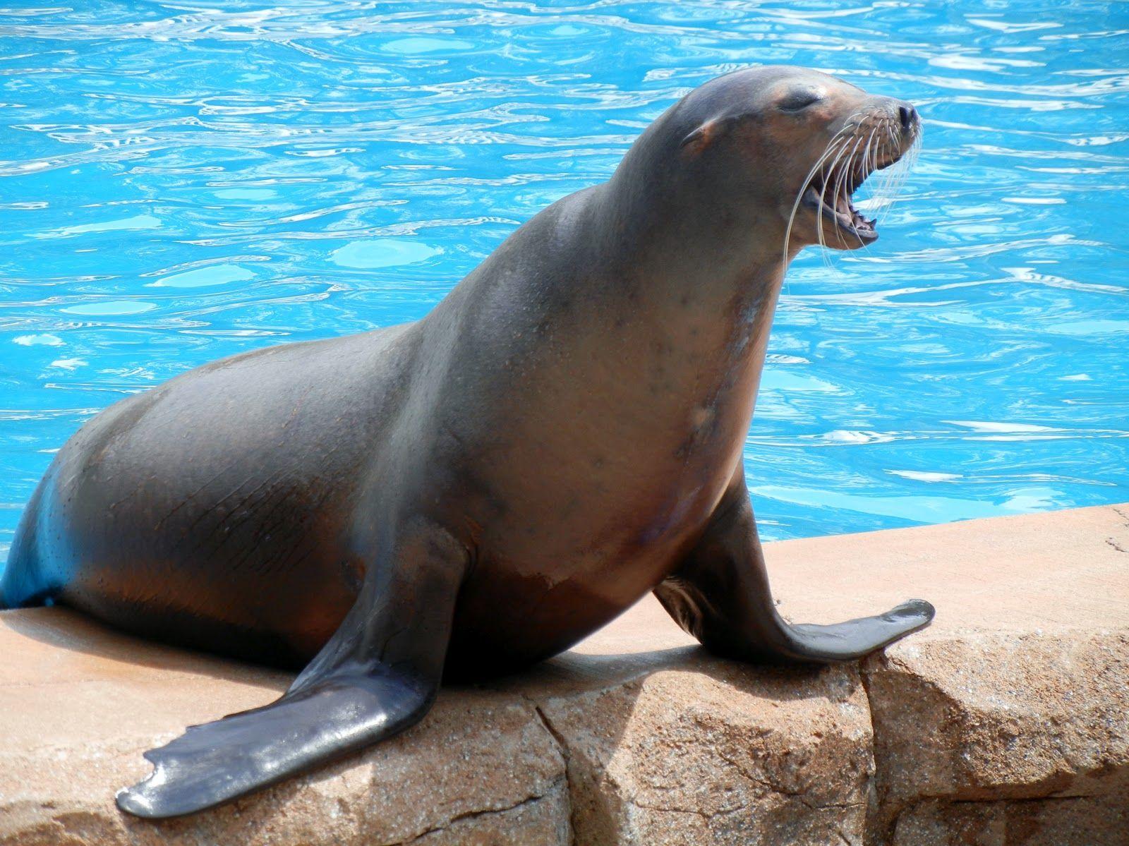 Sea Lion Wallpapers - Top Free Sea Lion Backgrounds - WallpaperAccess