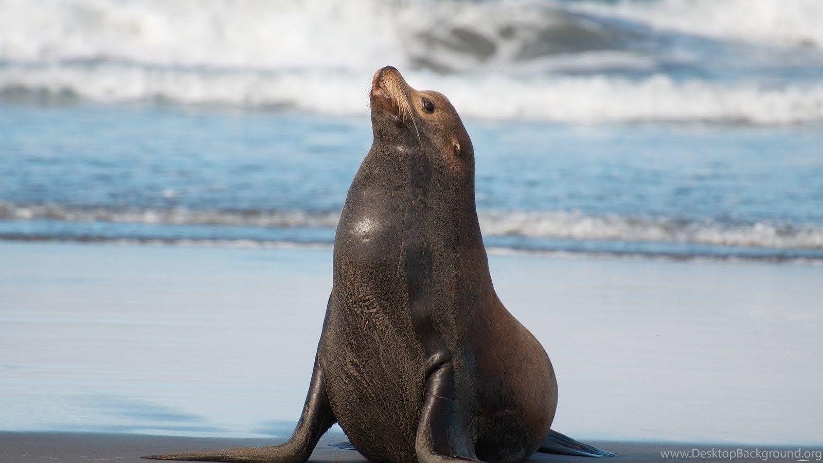 Sea Lion Wallpapers - Top Free Sea Lion Backgrounds - WallpaperAccess