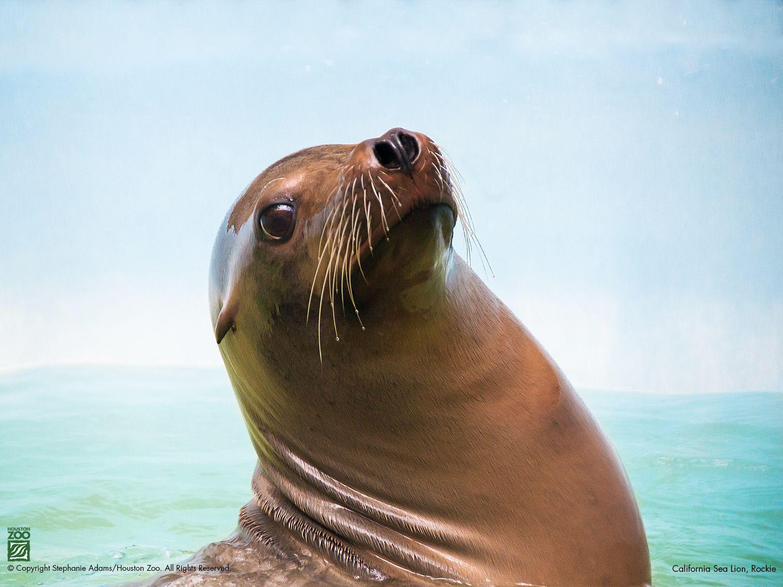 Sea Lion Wallpapers Top Free Sea Lion Backgrounds Wallpaperaccess