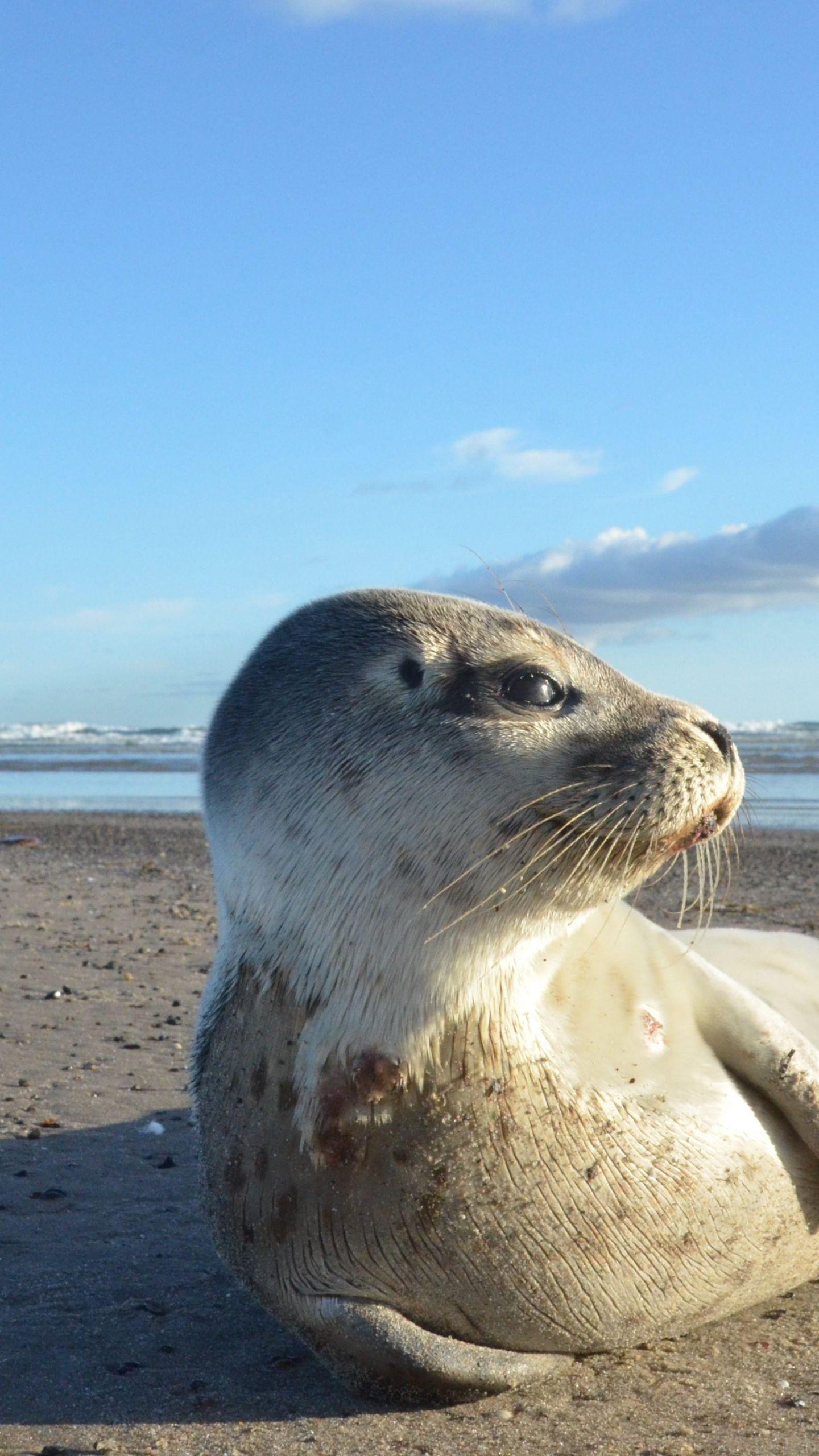 Sea Lion Wallpapers - Top Free Sea Lion Backgrounds - WallpaperAccess