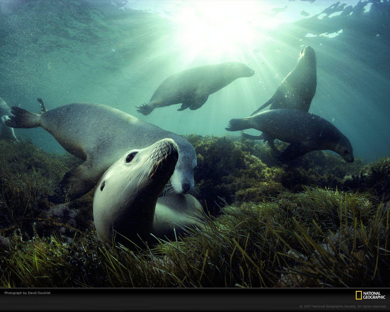 Sea Lion Wallpapers - Top Free Sea Lion Backgrounds - WallpaperAccess