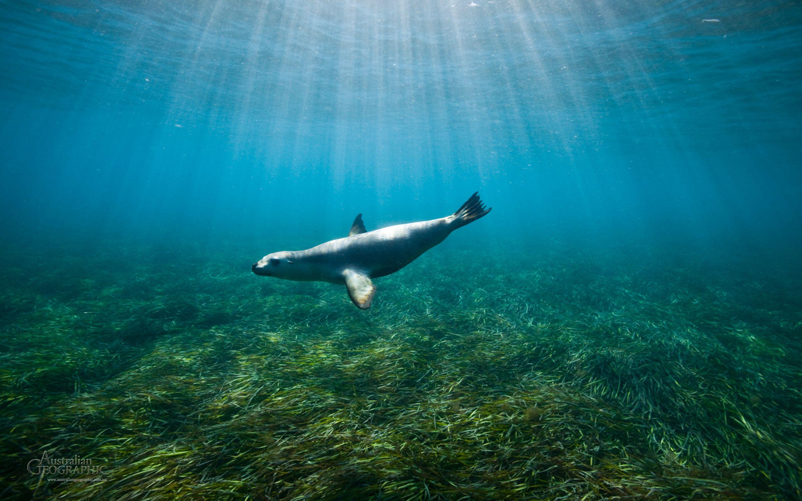 Sea Lion Wallpapers - Top Free Sea Lion Backgrounds - WallpaperAccess