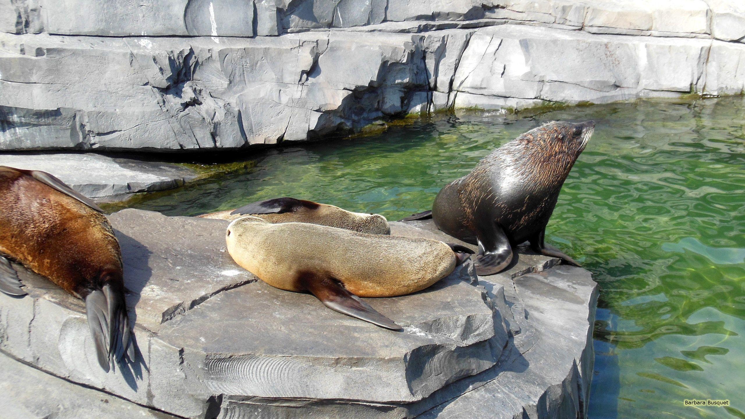 Sea Lion Wallpapers - Top Free Sea Lion Backgrounds - WallpaperAccess