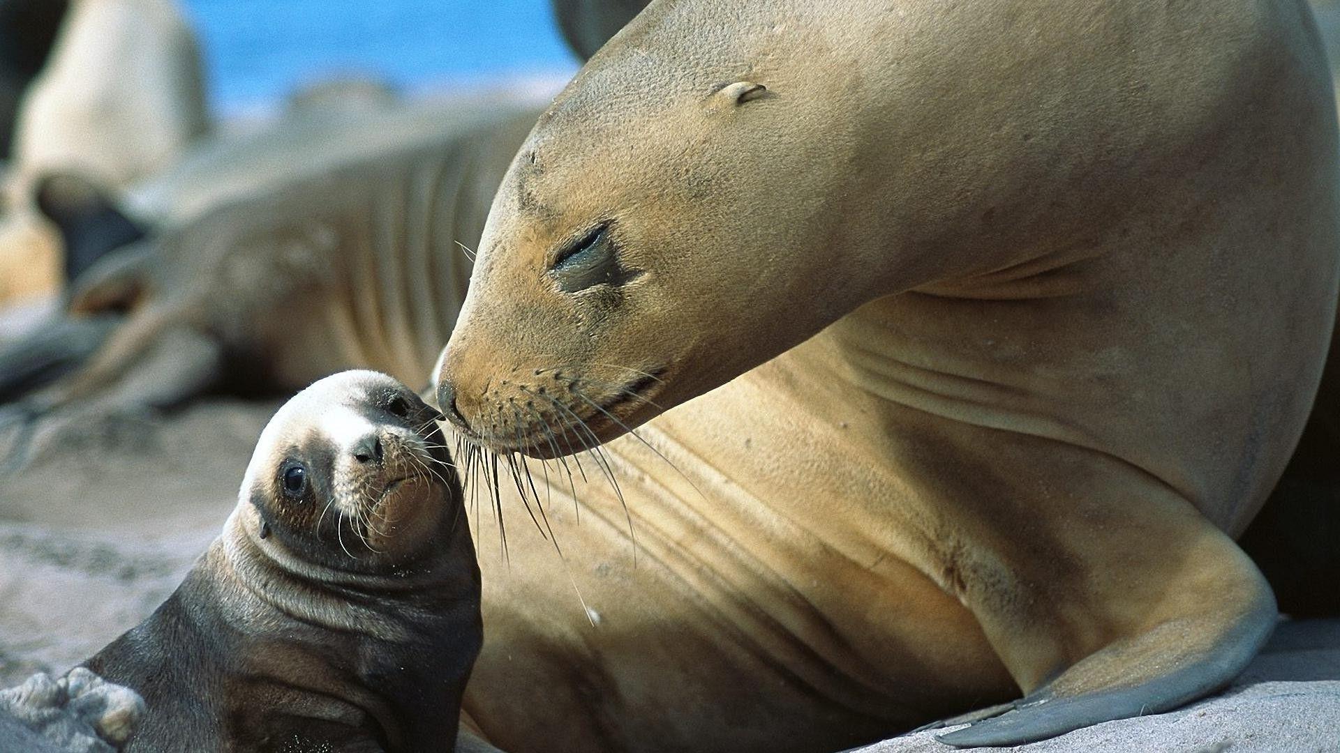 Sea Lion Wallpapers - Top Free Sea Lion Backgrounds - WallpaperAccess