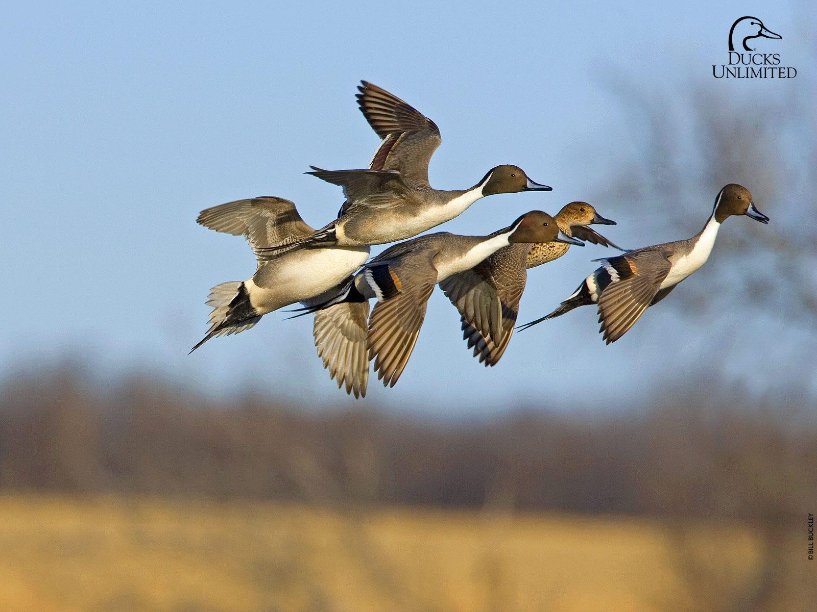 Waterfowl Wallpapers - Top Free Waterfowl Backgrounds - WallpaperAccess