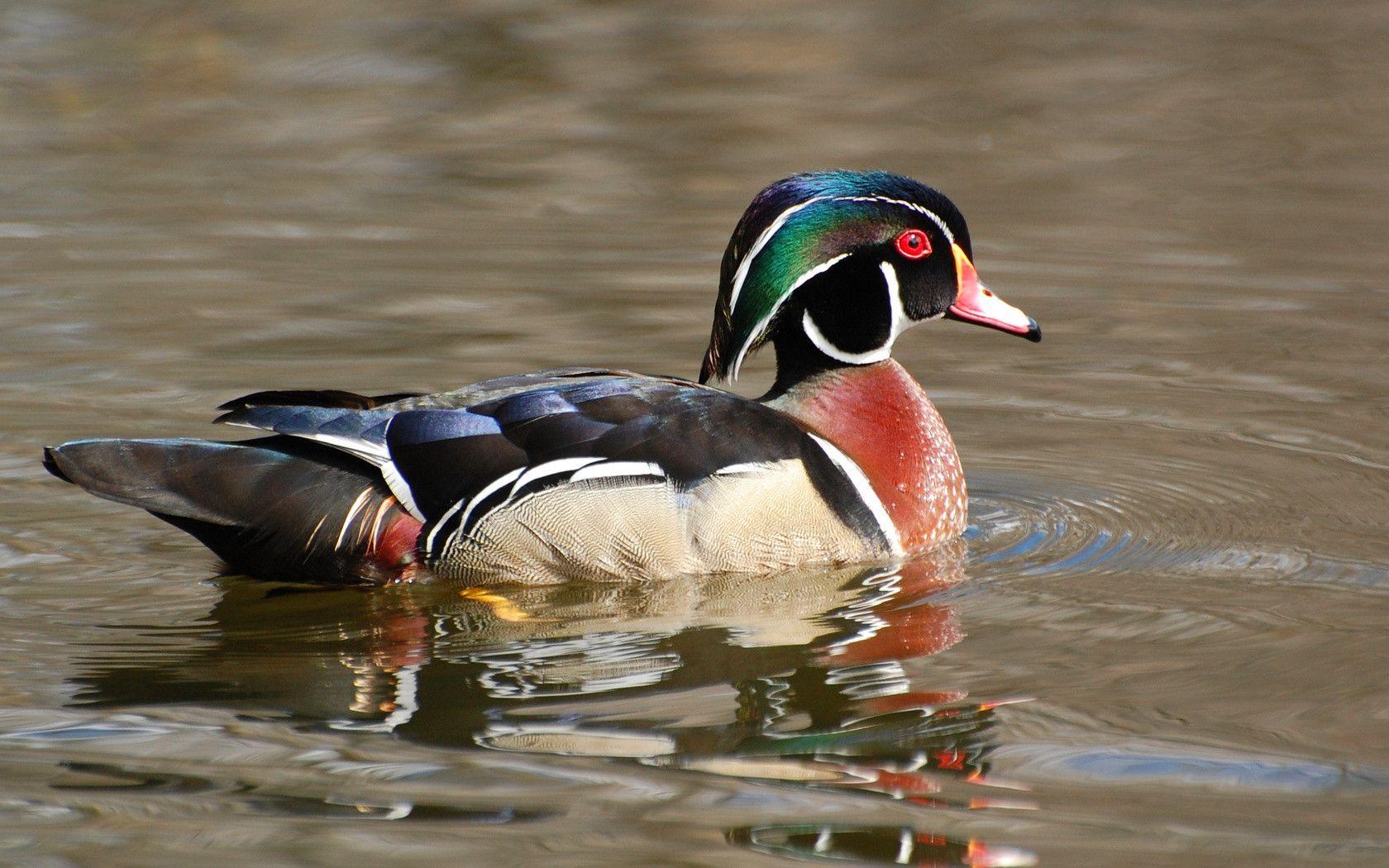 Waterfowl Wallpapers - Top Free Waterfowl Backgrounds - WallpaperAccess