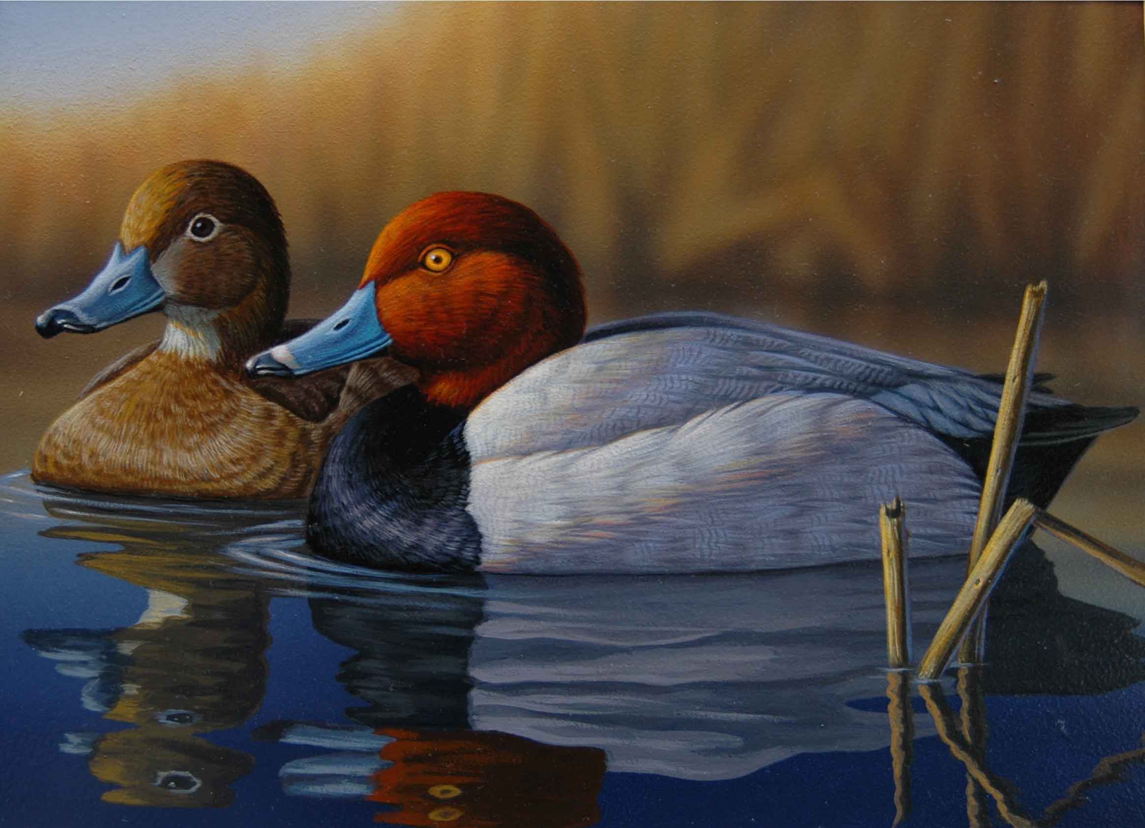 Waterfowl Wallpapers - Top Free Waterfowl Backgrounds - WallpaperAccess