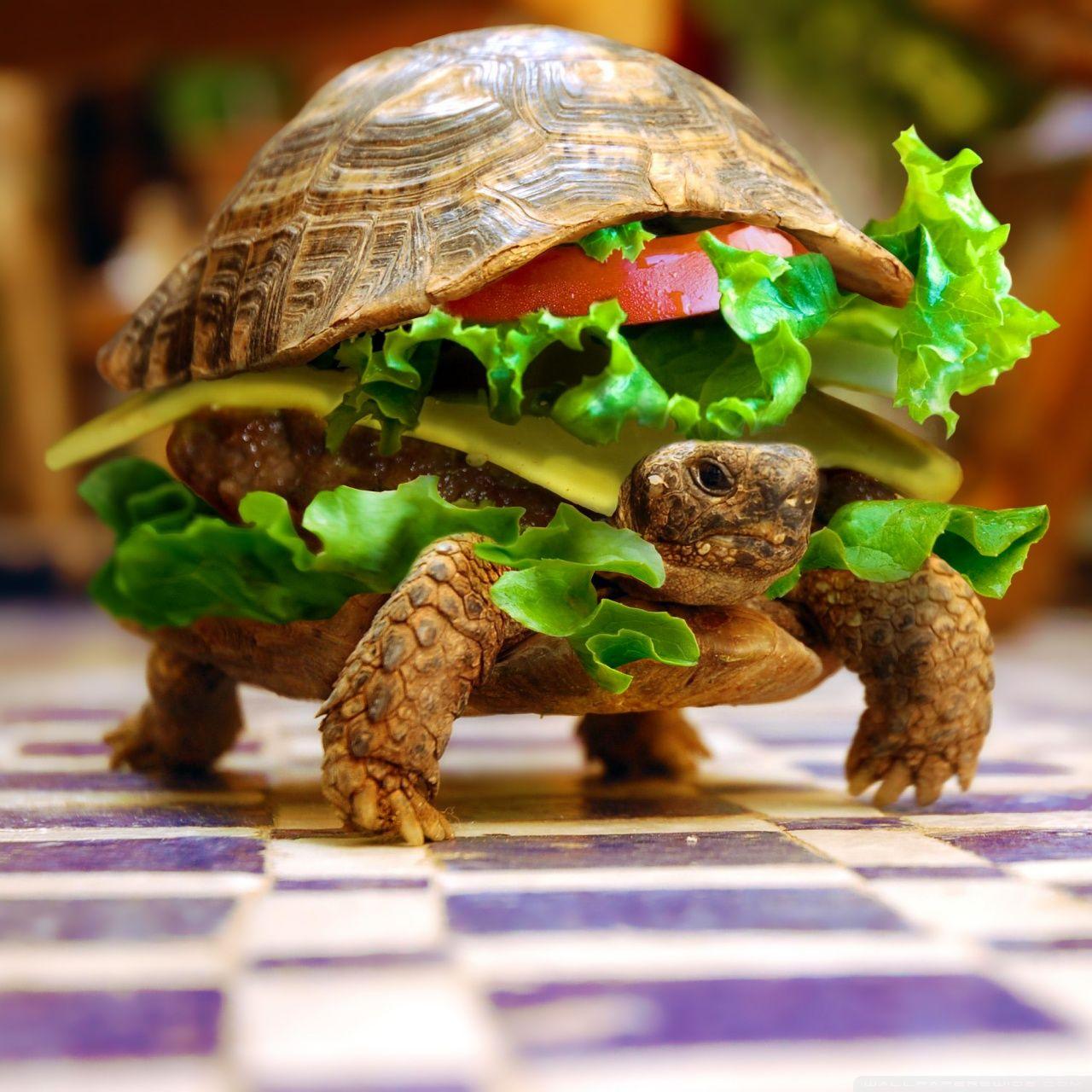 Cool Turtle Wallpapers - Top Free Cool Turtle Backgrounds - WallpaperAccess