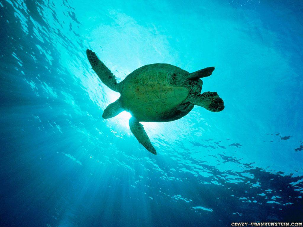 Cool Turtle Wallpapers - Top Free Cool Turtle Backgrounds - WallpaperAccess