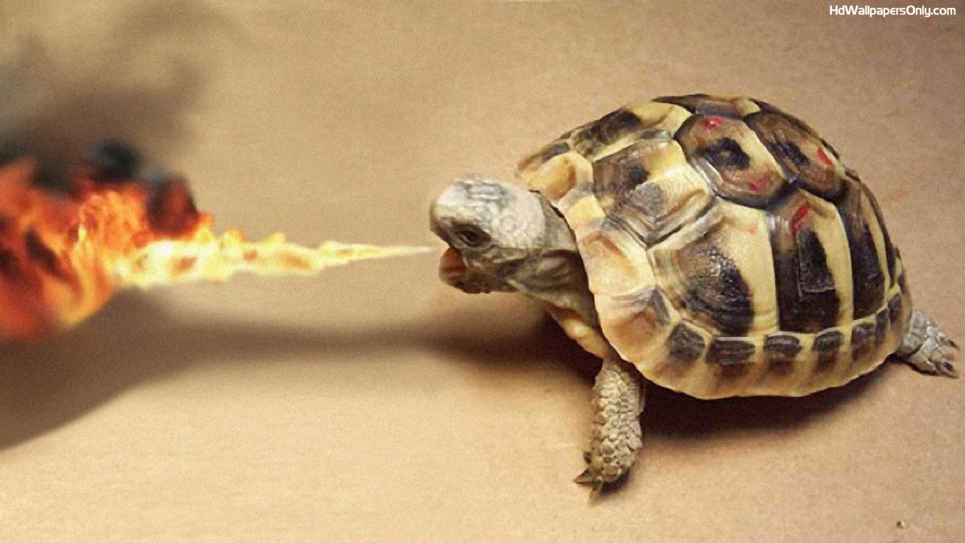 Cool Turtle Wallpapers - Top Free Cool Turtle Backgrounds - WallpaperAccess