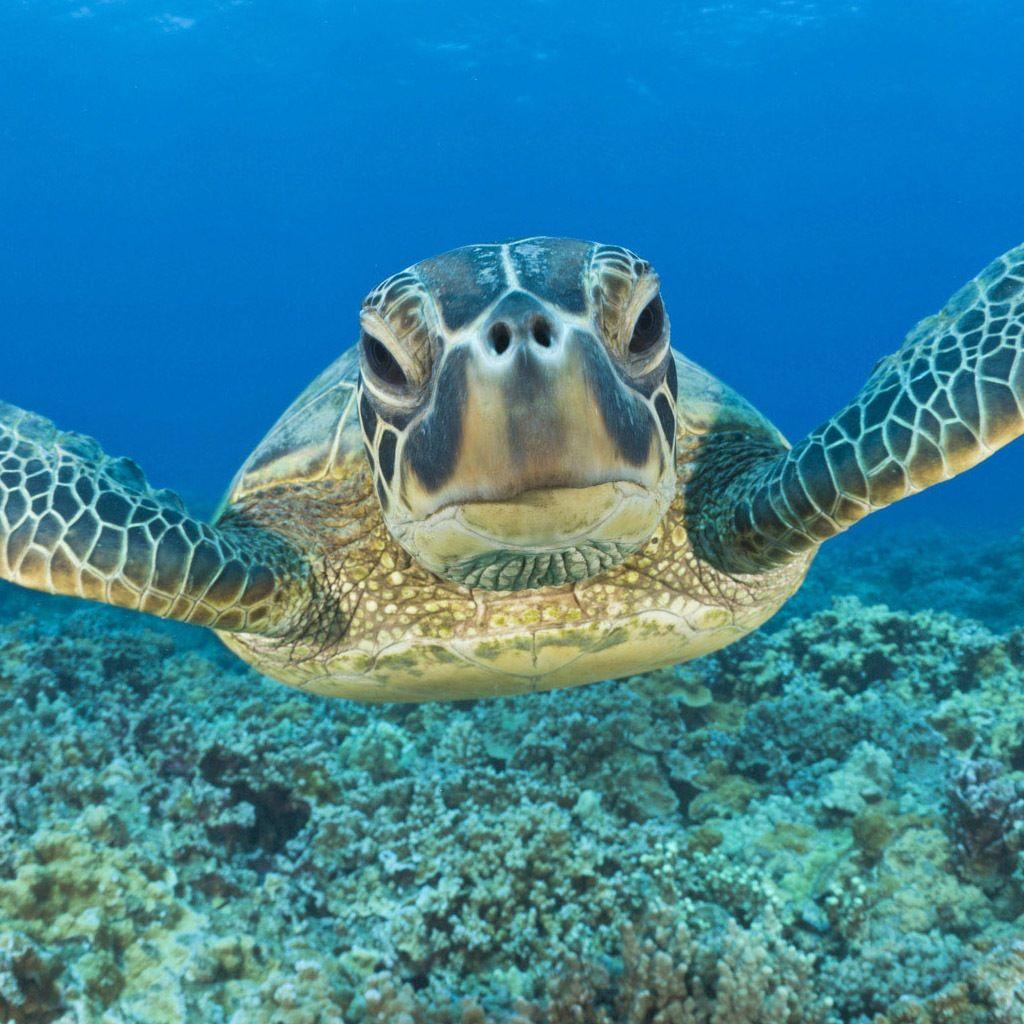 Cool Turtle Wallpapers - Top Free Cool Turtle Backgrounds - WallpaperAccess