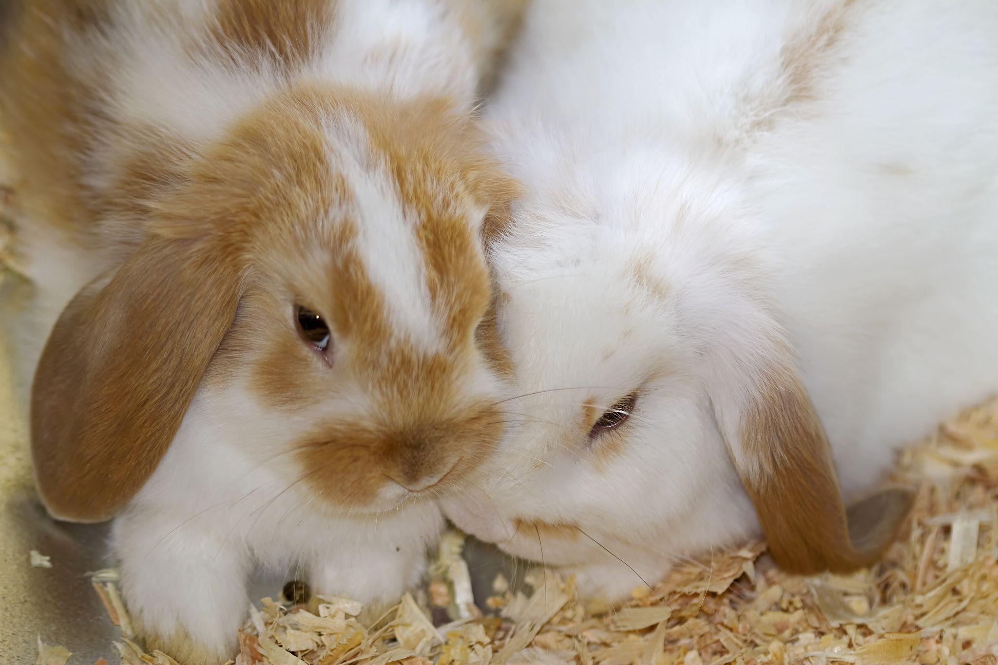 3D Bunny Wallpapers - Top Free 3D Bunny Backgrounds - WallpaperAccess