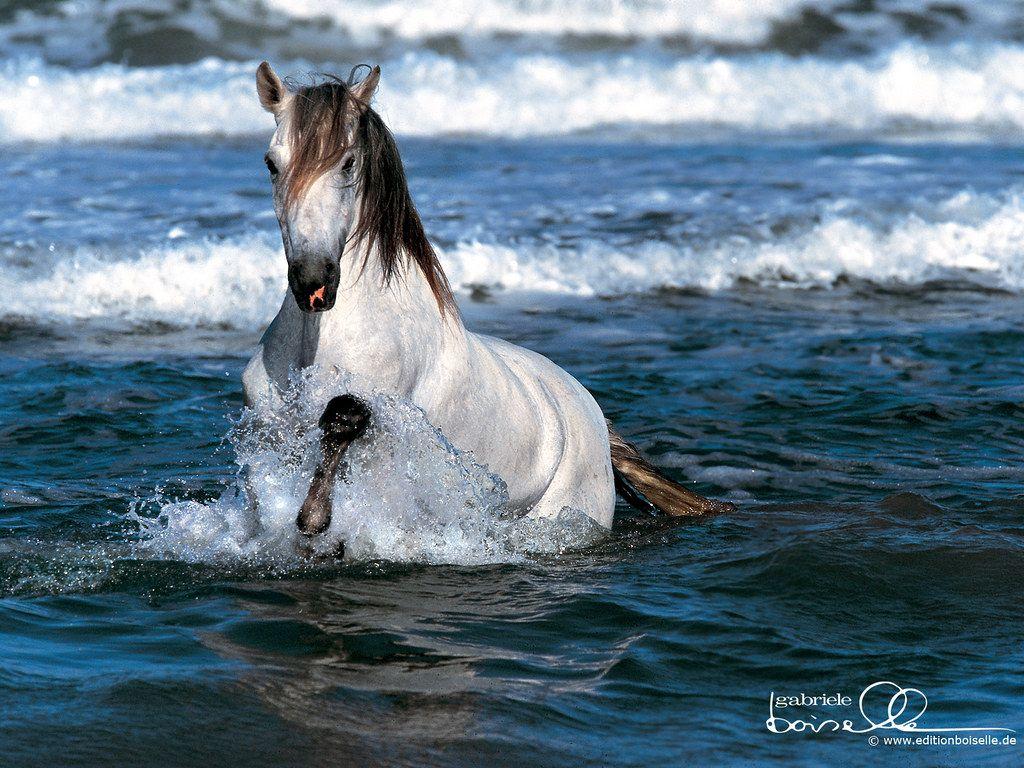 Horse On Beach Wallpapers - Top Free Horse On Beach Backgrounds ...