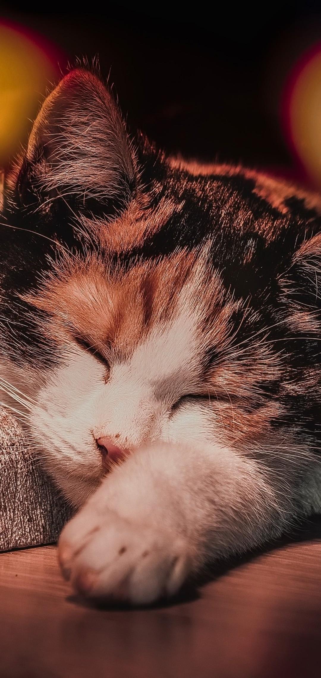 Cat iPhone HD Wallpapers - Top Free Cat iPhone HD Backgrounds ...