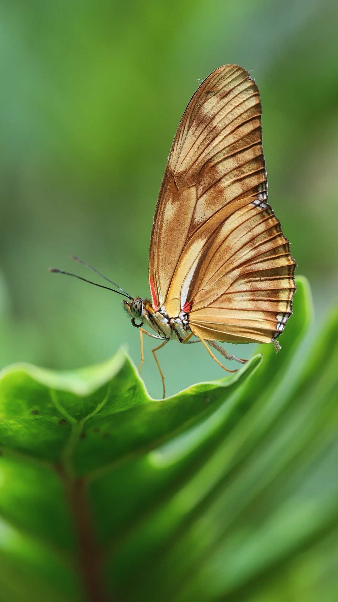 Mystical Butterfly Wallpapers - Top Free Mystical Butterfly Backgrounds ...