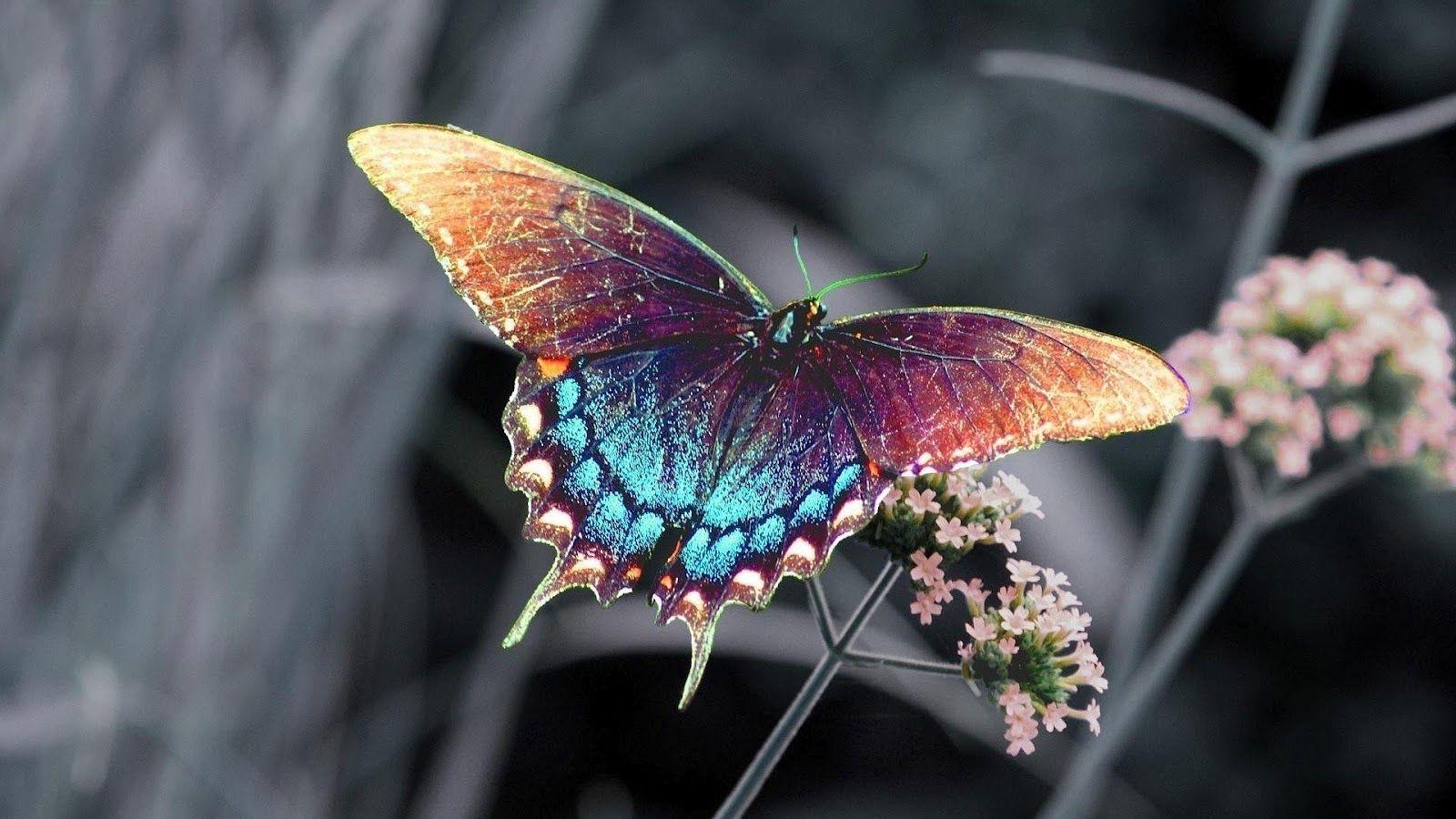 Mystical Butterfly Wallpapers - Top Free Mystical Butterfly Backgrounds ...