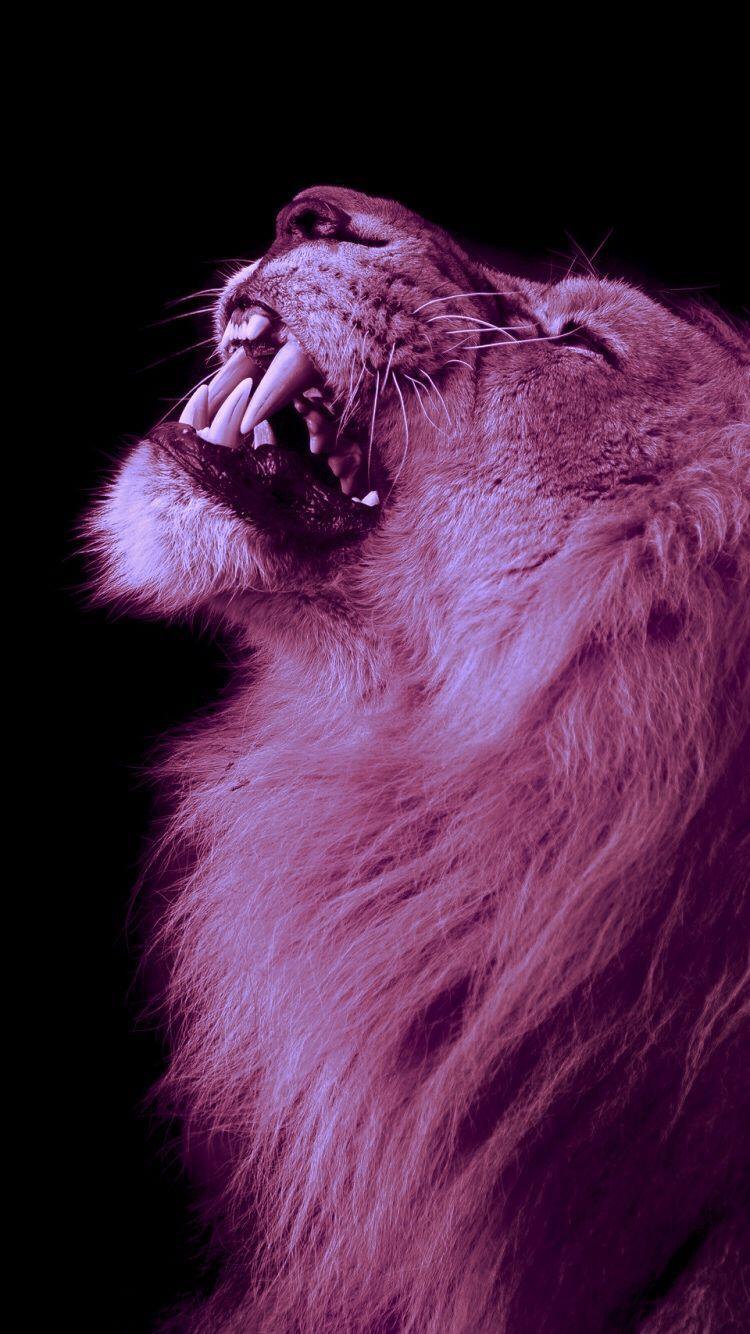 Pink Lion Wallpapers - Top Free Pink Lion Backgrounds - WallpaperAccess