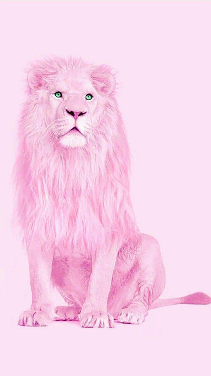 Pink Lion Wallpapers - Top Free Pink Lion Backgrounds - WallpaperAccess