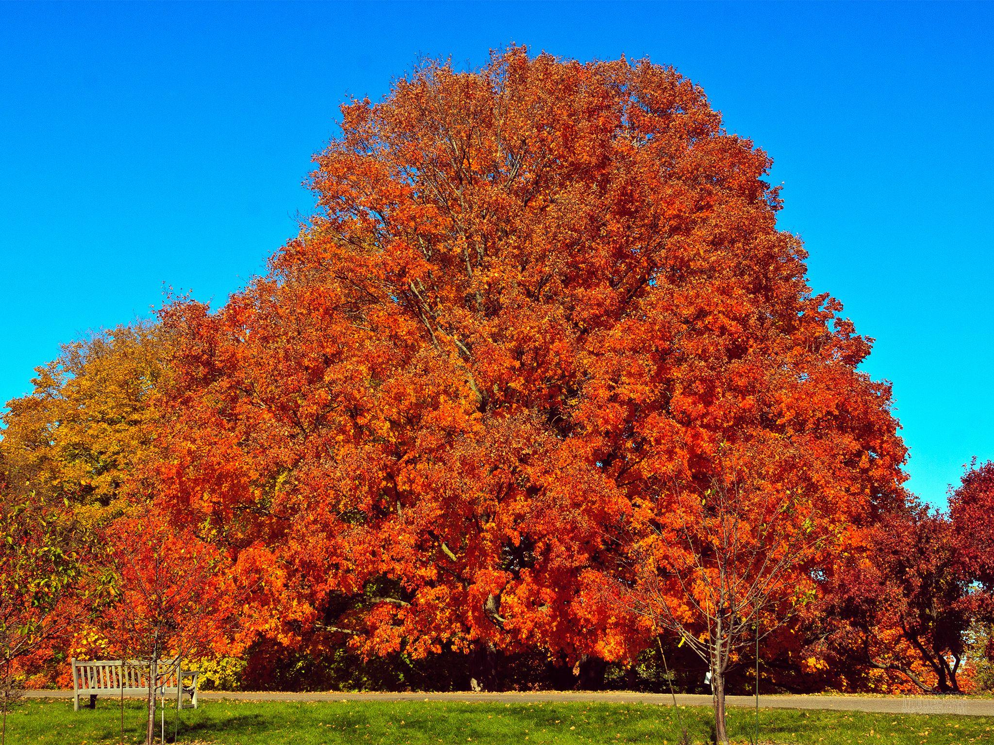 Minnesota Autumn Wallpapers - Top Free Minnesota Autumn Backgrounds ...
