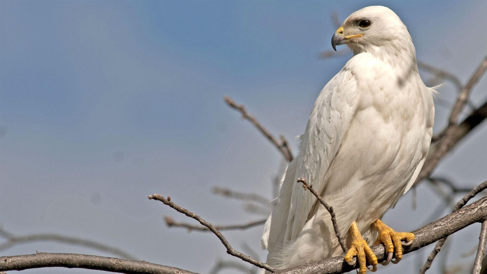 White Eagle Wallpapers - Top Free White Eagle Backgrounds - WallpaperAccess