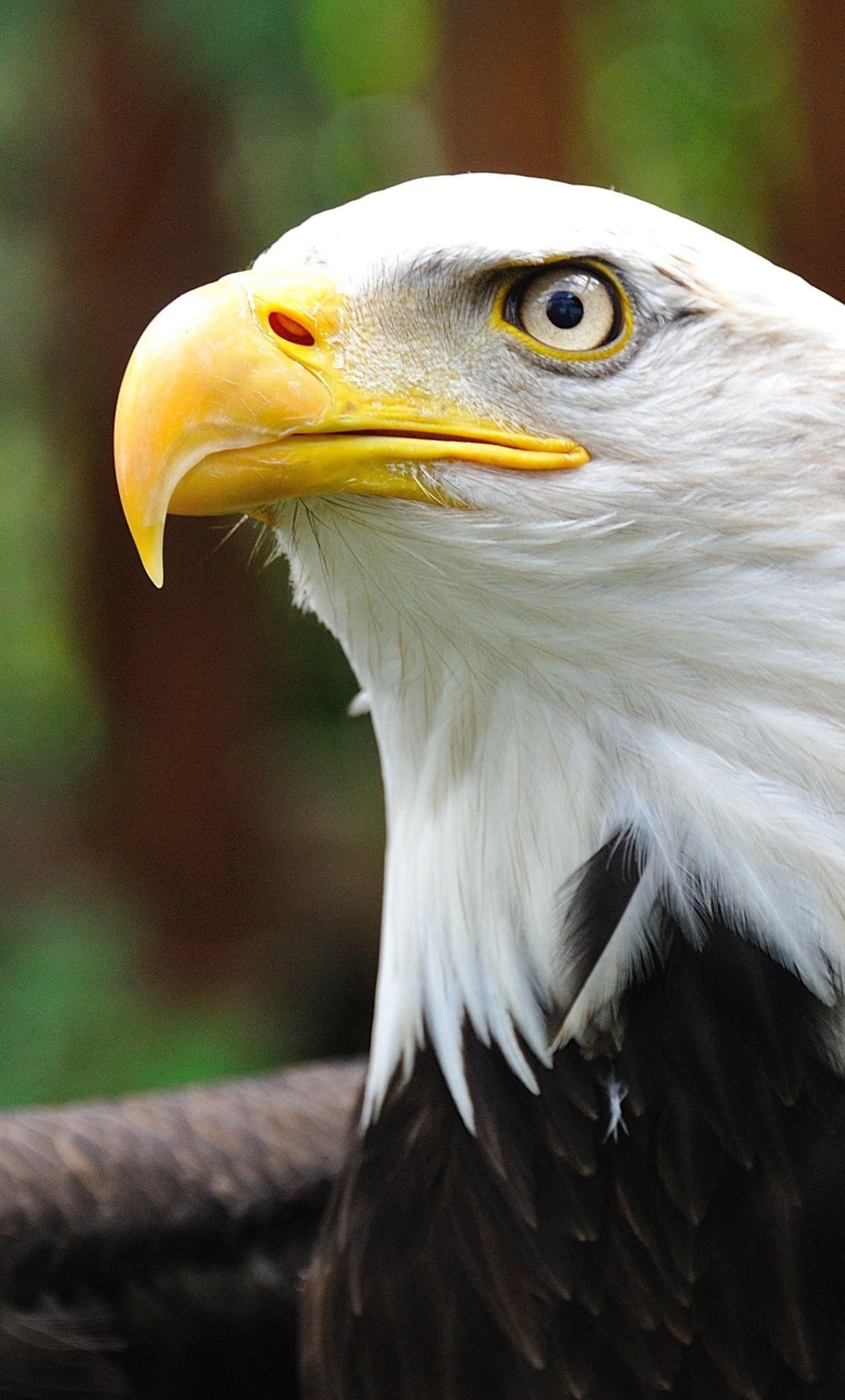 White Eagle Wallpapers - Top Free White Eagle Backgrounds - WallpaperAccess