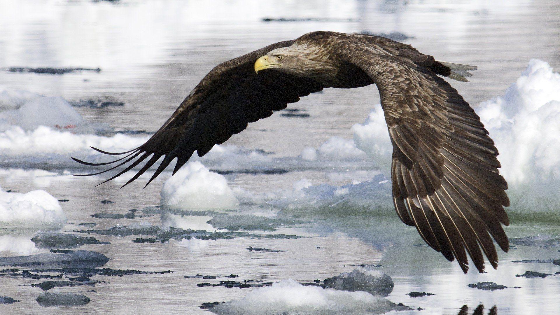 White Eagle Wallpapers - Top Free White Eagle Backgrounds - WallpaperAccess