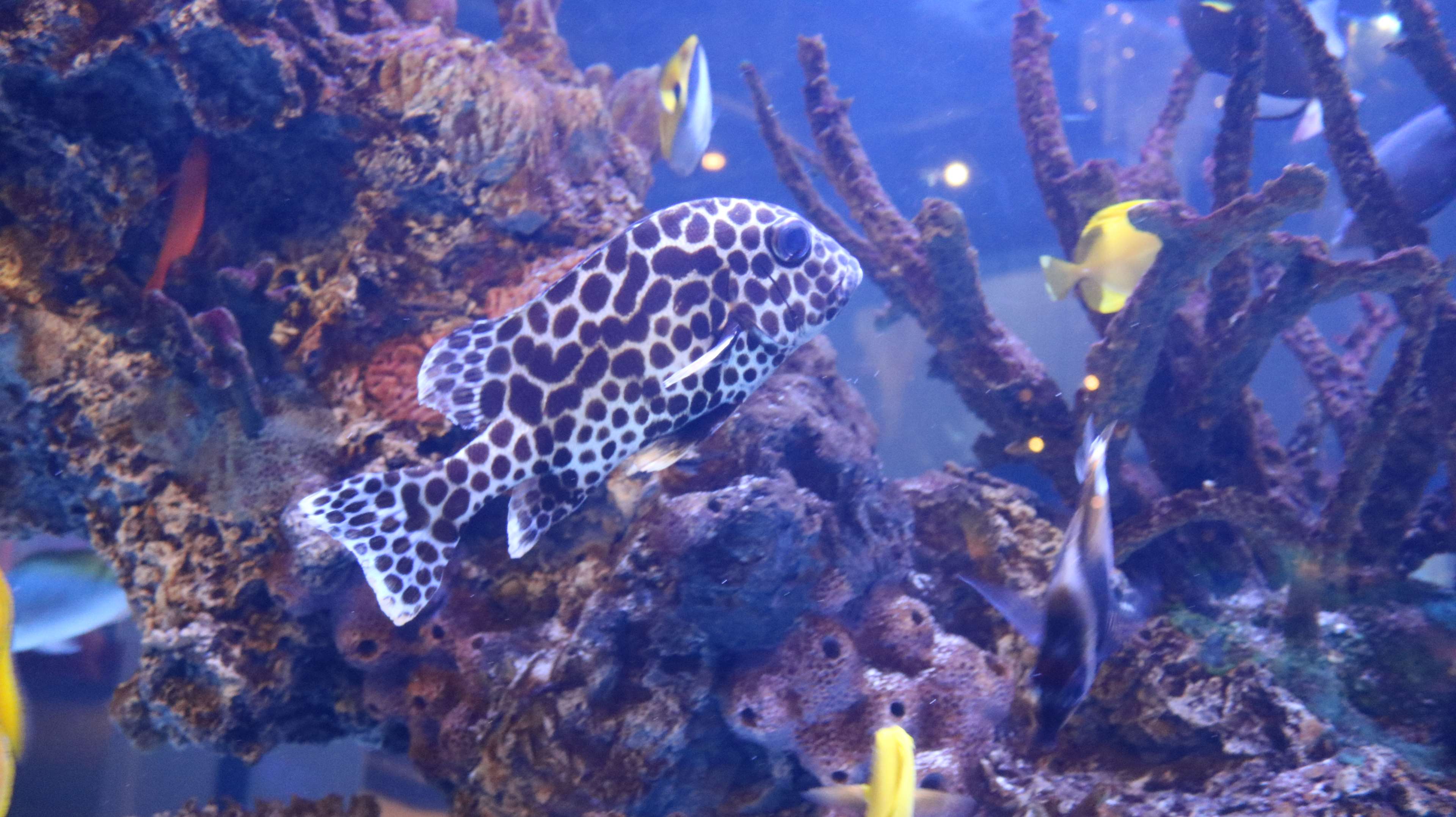 Beautiful Aquarium Wallpapers - Top Free Beautiful Aquarium Backgrounds ...