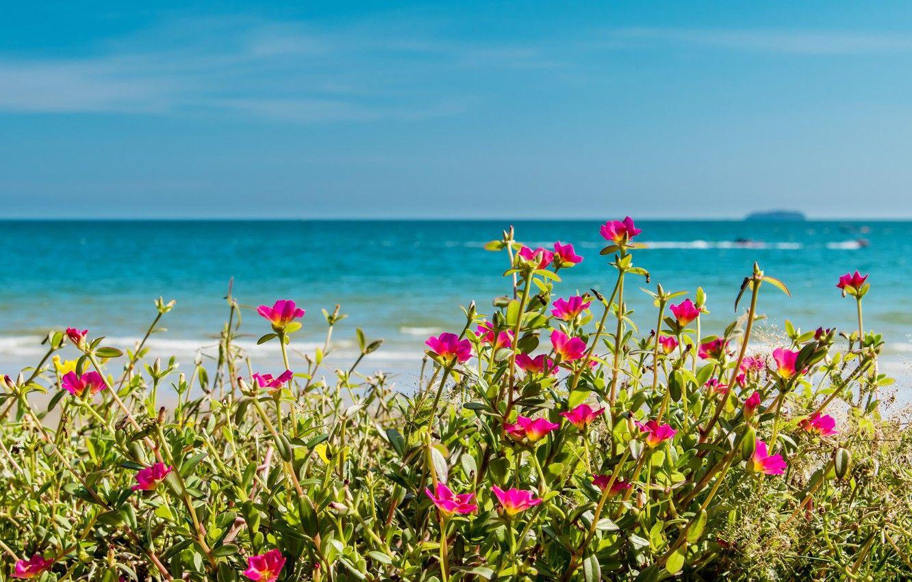 Beach Flowers Desktop Wallpapers - Top Free Beach Flowers Desktop ...