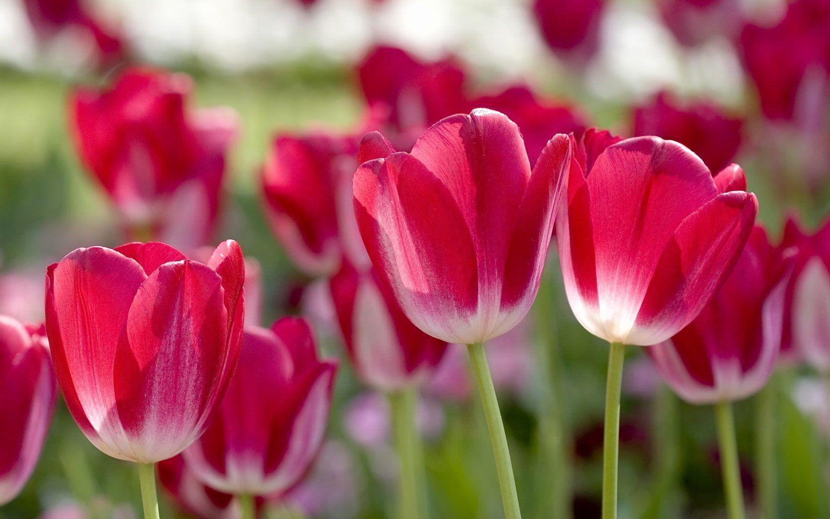 Spring Flowers Desktop Wallpapers - Top Free Spring Flowers Desktop ...