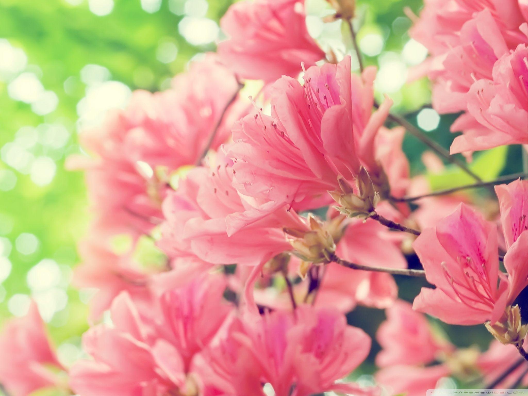 Spring Flowers Desktop Wallpapers - Top Free Spring Flowers Desktop ...