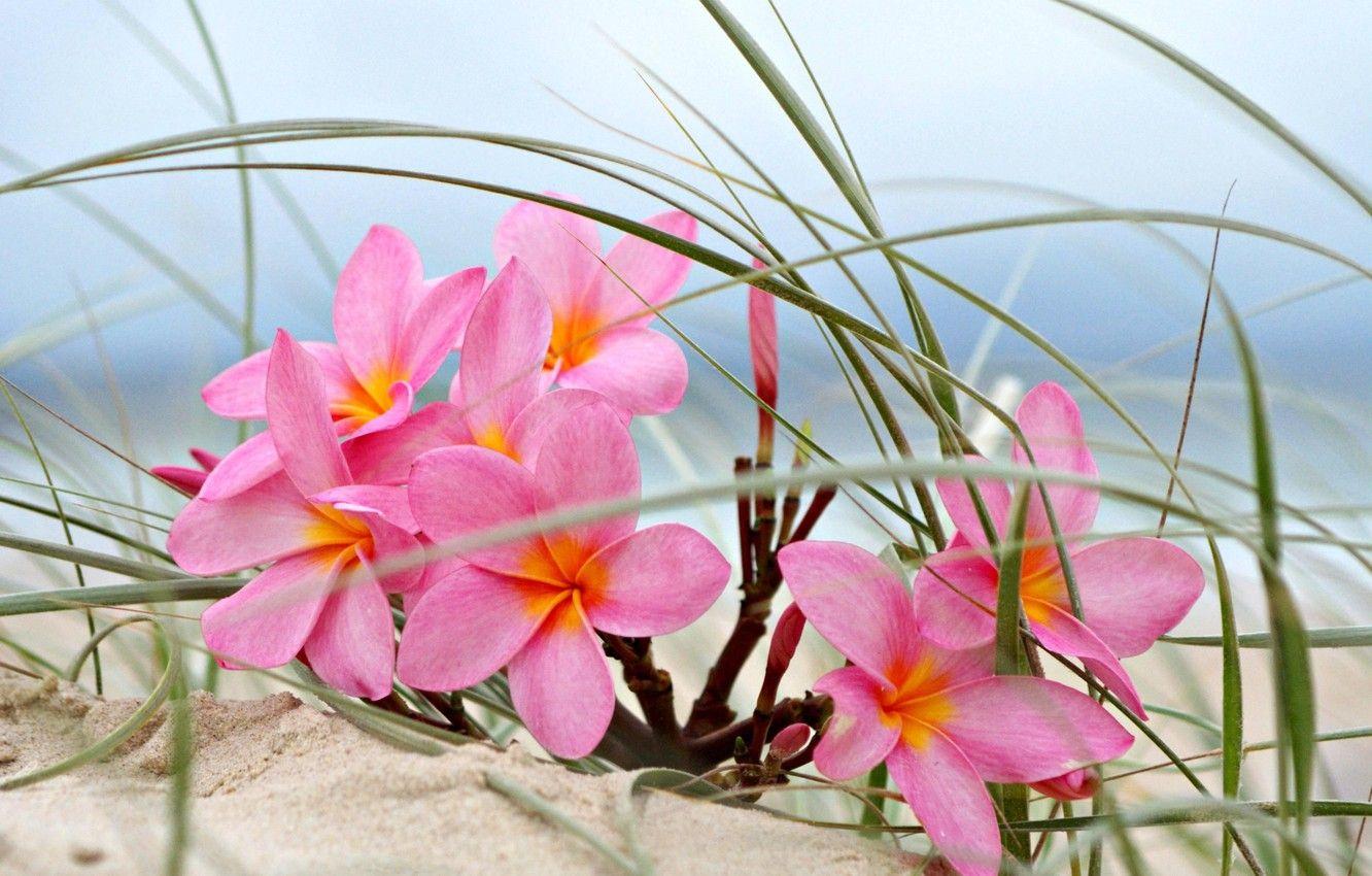 Beach Flowers Desktop Wallpapers - Top Free Beach Flowers Desktop ...