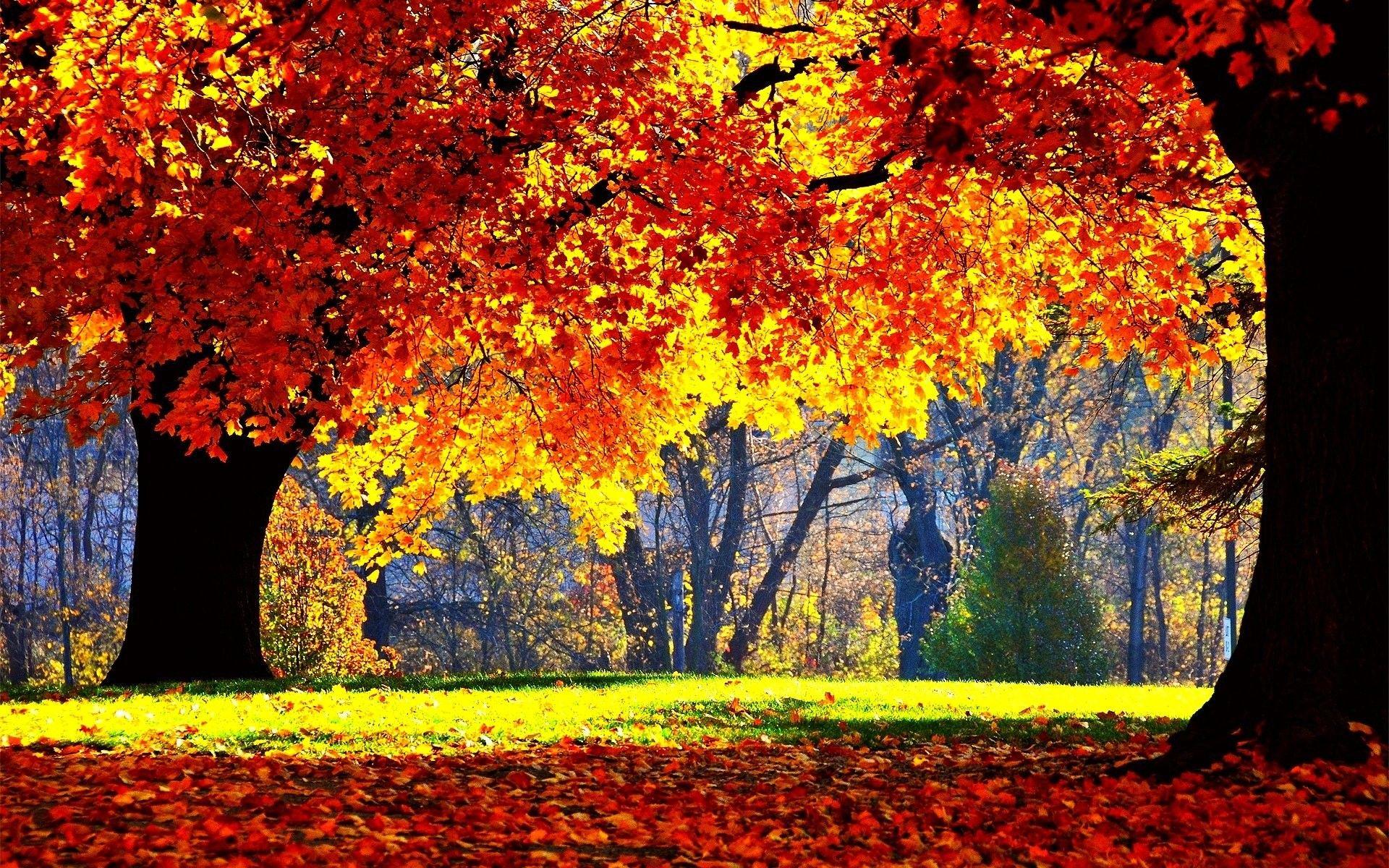 Color Tree Wallpapers - Top Free Color Tree Backgrounds - WallpaperAccess