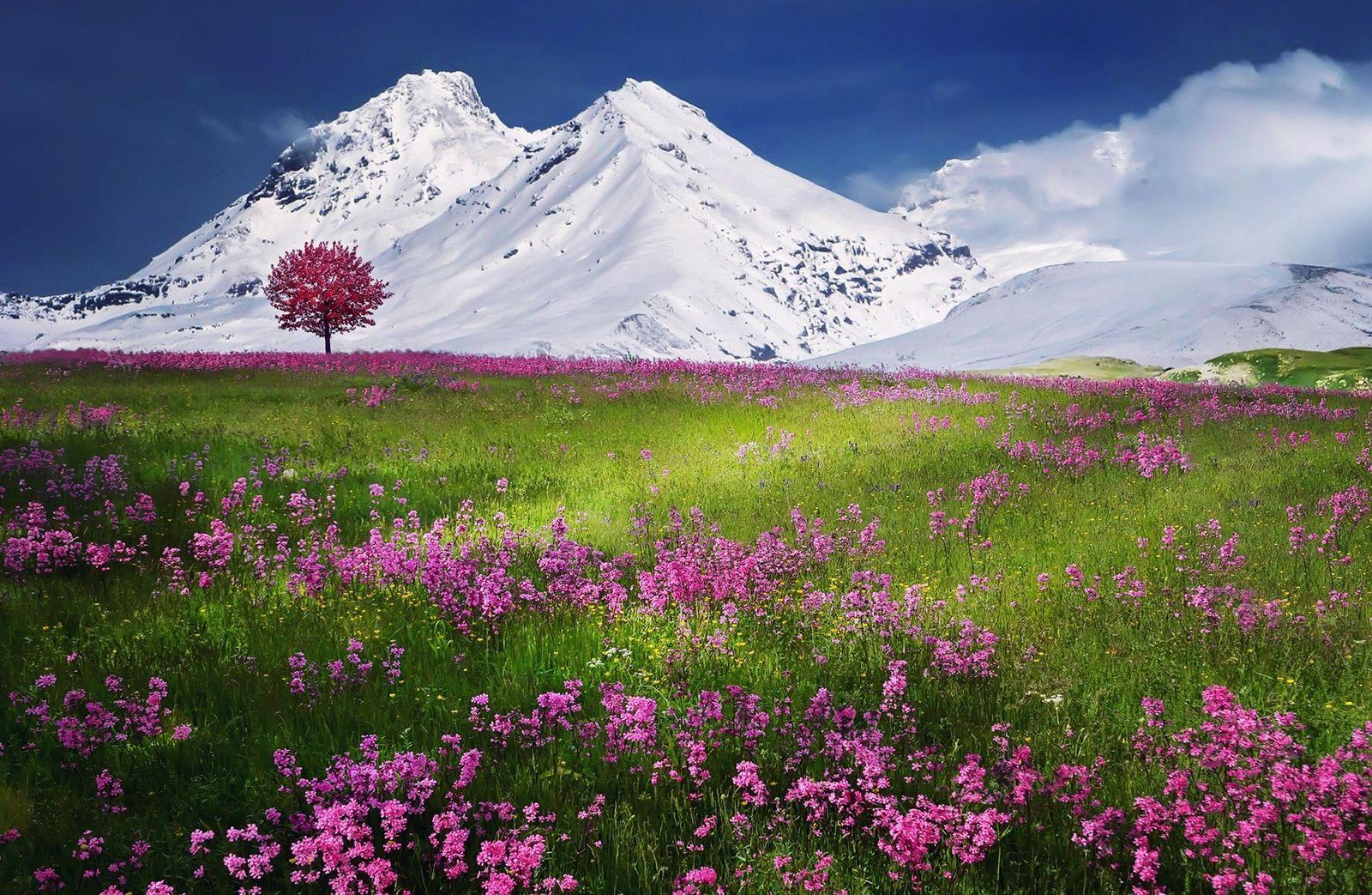 Flowers Mountain Wallpapers - Top Free Flowers Mountain Backgrounds ...