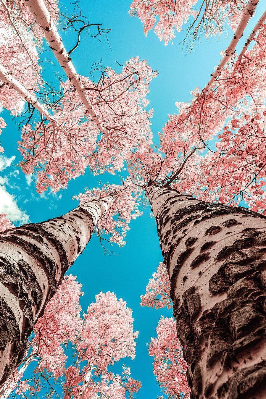 Color Tree Wallpapers - Top Free Color Tree Backgrounds - WallpaperAccess